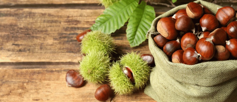 11 secrets for growing hazelnuts in your garden | My desired home