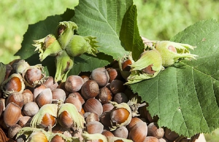 11 secrets for growing hazelnuts in your garden | My desired home