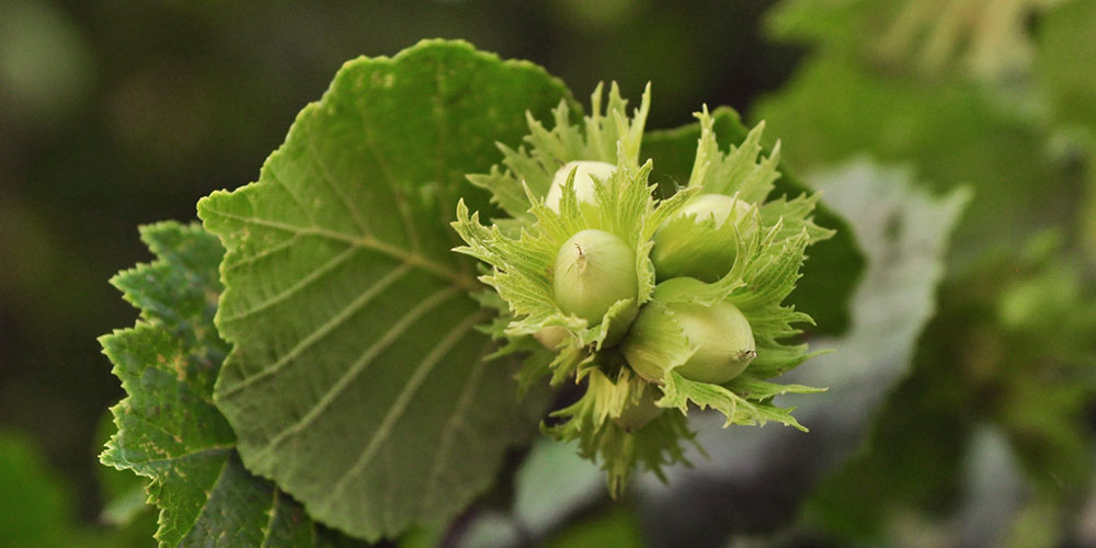 11 secrets for growing hazelnuts in your garden | My desired home