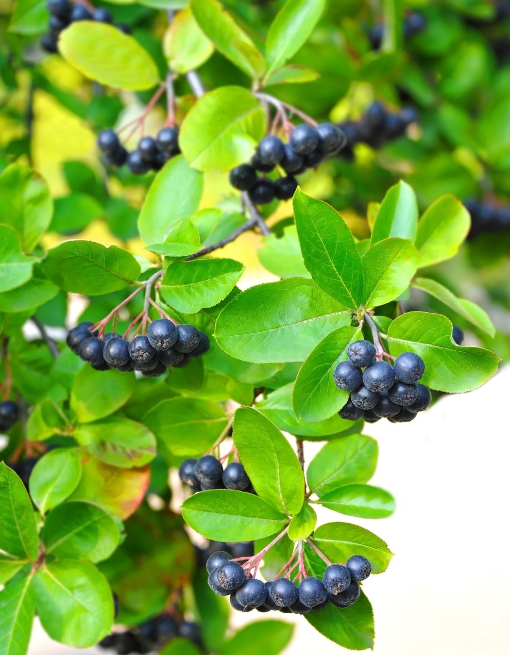 Cultivation secrets of aronia in a pot or garden | My desired home