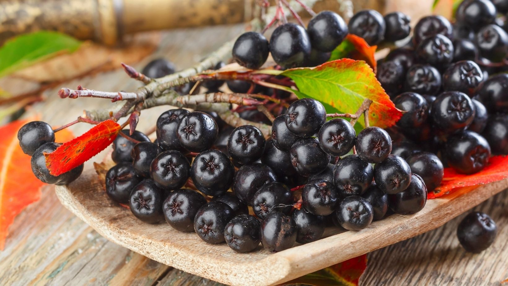 Cultivation secrets of aronia in a pot or garden | My desired home