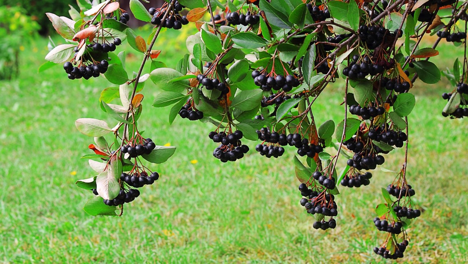 Cultivation secrets of aronia in a pot or garden | My desired home