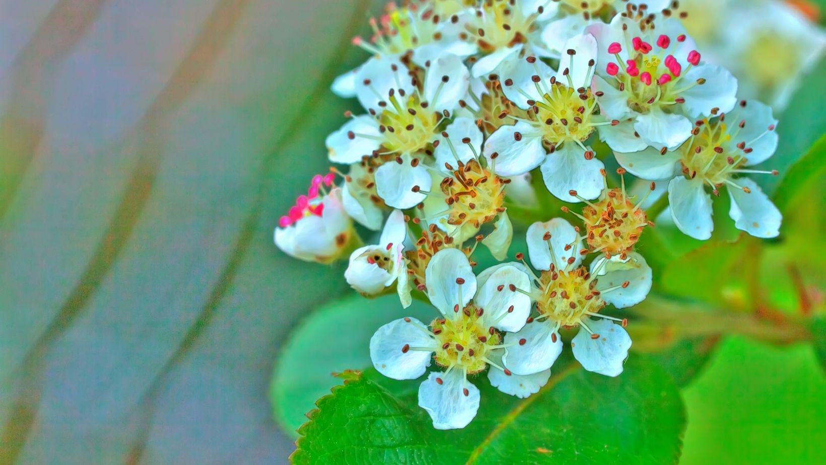 Cultivation secrets of aronia in a pot or garden | My desired home