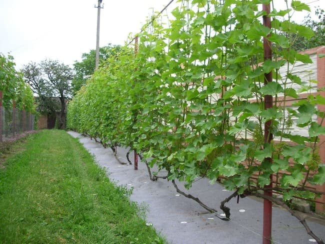32 DIY Grape support ideas for your yard and garden | My desired home