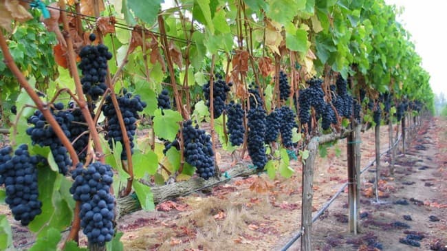 32 DIY Grape support ideas for your yard and garden | My desired home