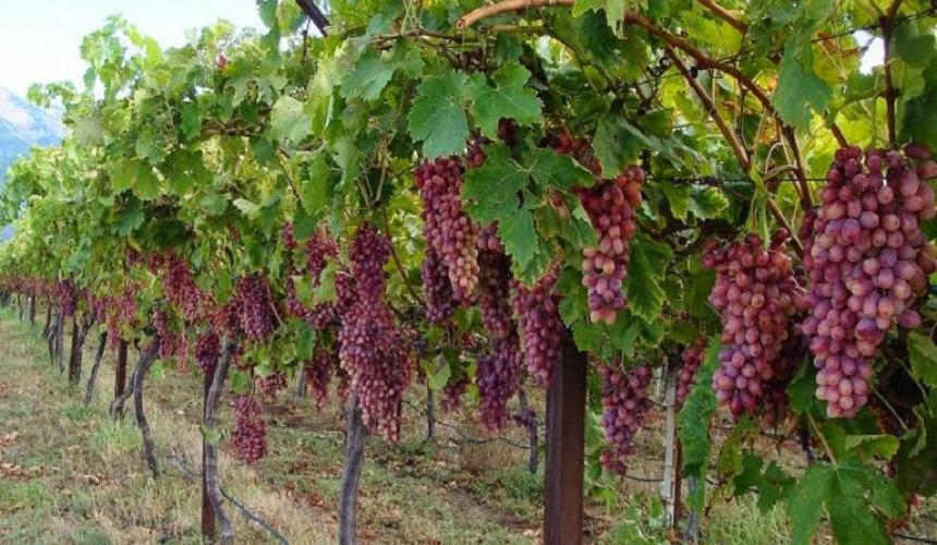 32 DIY Grape support ideas for your yard and garden | My desired home