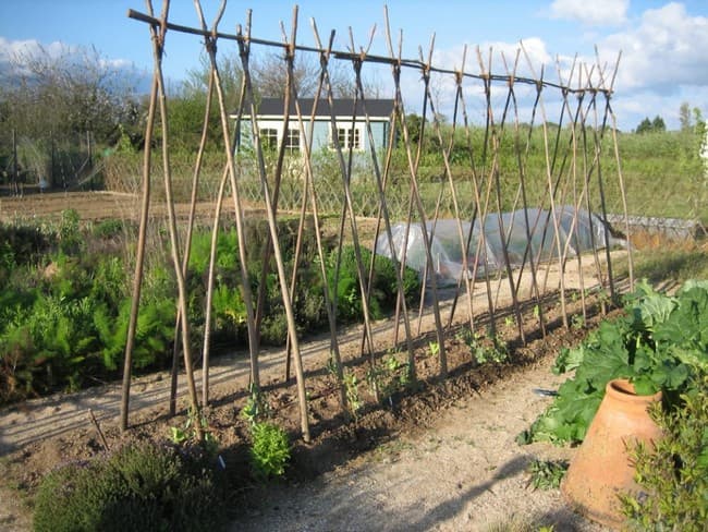 32 DIY Grape support ideas for your yard and garden | My desired home