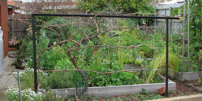 32 DIY Grape support ideas for your yard and garden | My desired home