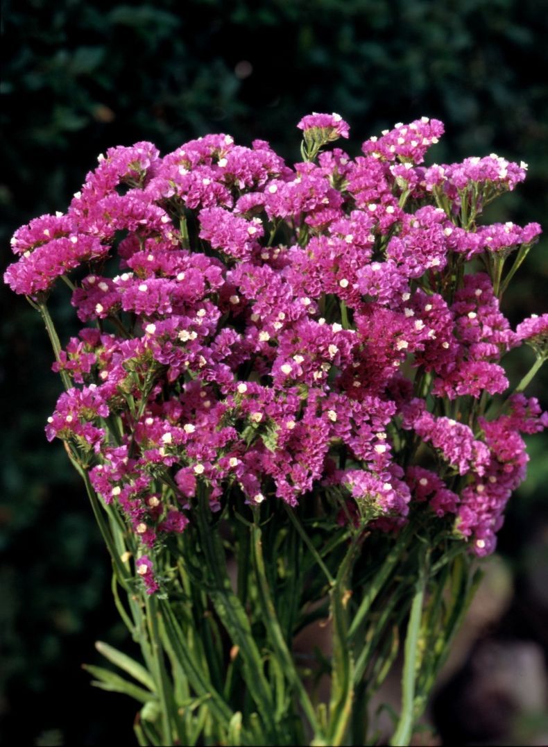 Limonium or Sea Lavender for endless beauty and aroma in your garden ...