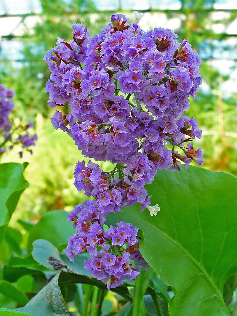 Limonium or Sea Lavender for endless beauty and aroma in your garden ...