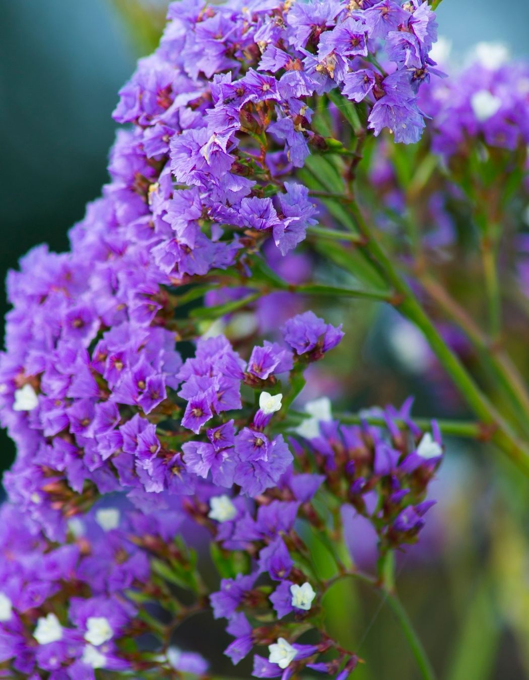 Limonium or Sea Lavender for endless beauty and aroma in your garden ...