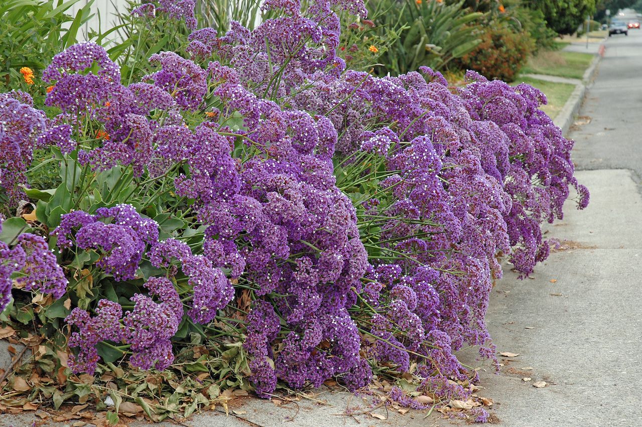 Limonium or Sea Lavender for endless beauty and aroma in your garden ...