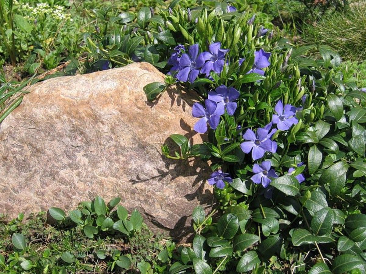 Perennial periwinkle in flower beds - 30 wonderful ideas for ...