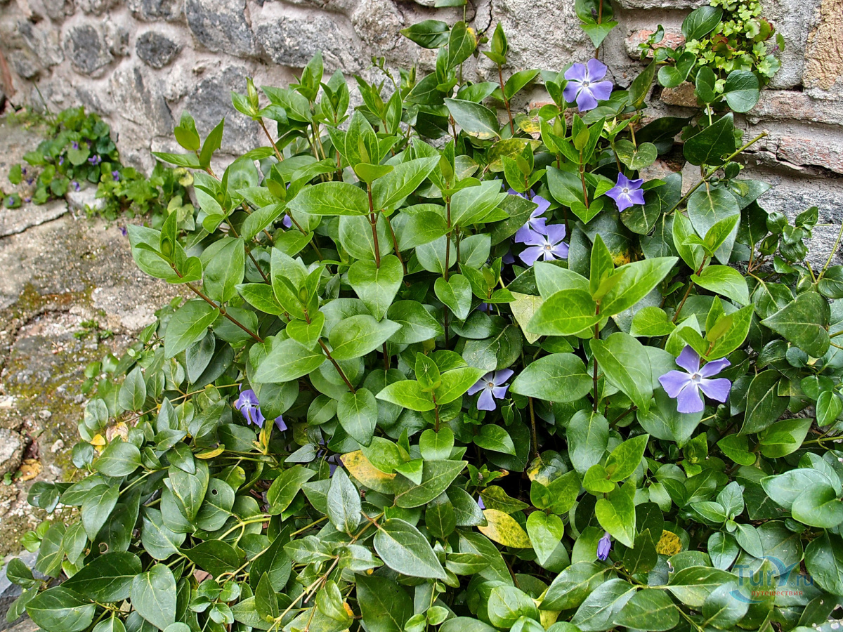 Perennial periwinkle in flower beds - 30 wonderful ideas for ...