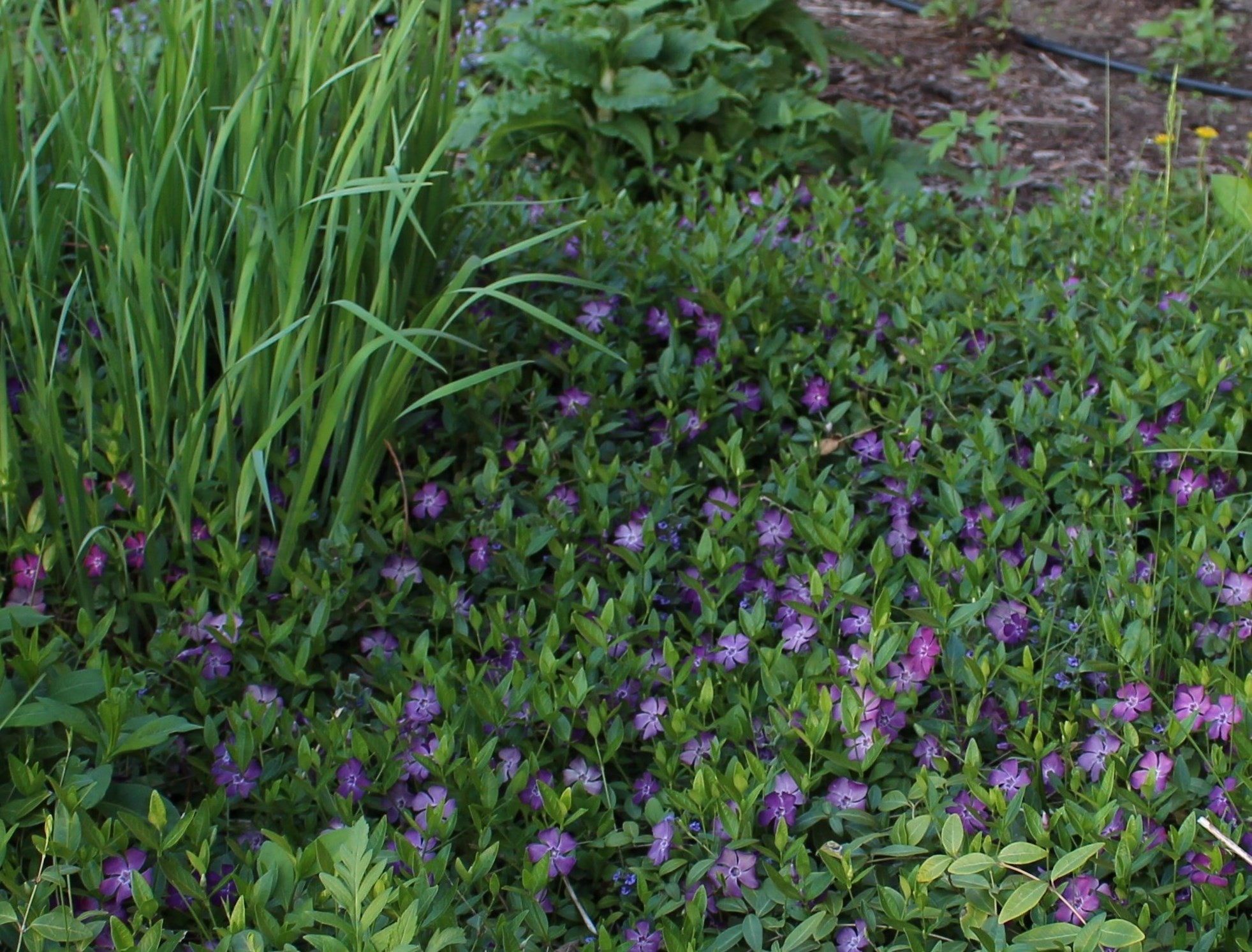 Perennial periwinkle in flower beds - 30 wonderful ideas for ...