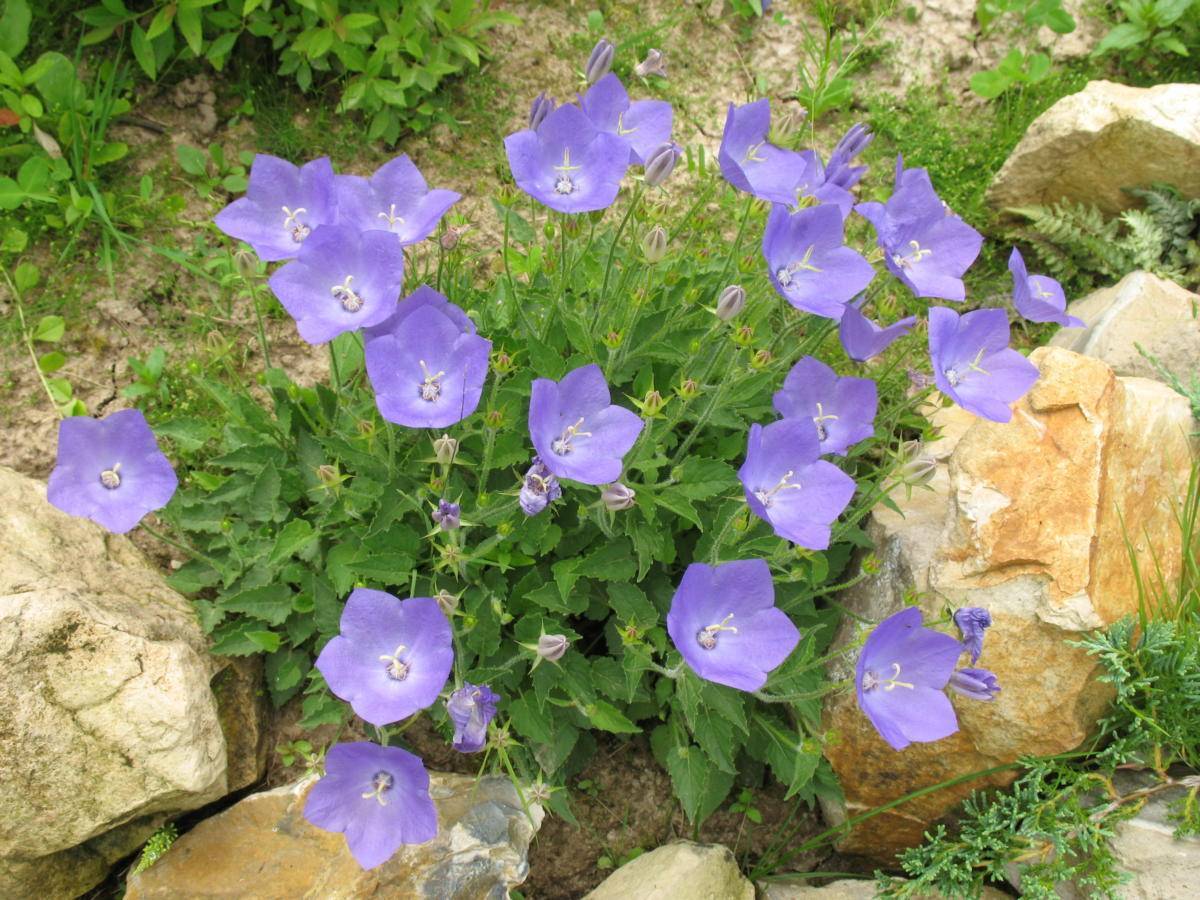Perennial periwinkle in flower beds - 30 wonderful ideas for ...