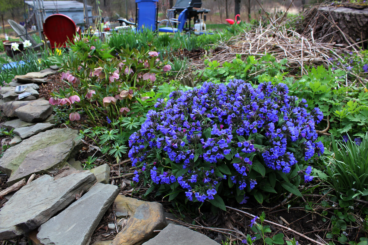 Perennial periwinkle in flower beds - 30 wonderful ideas for ...