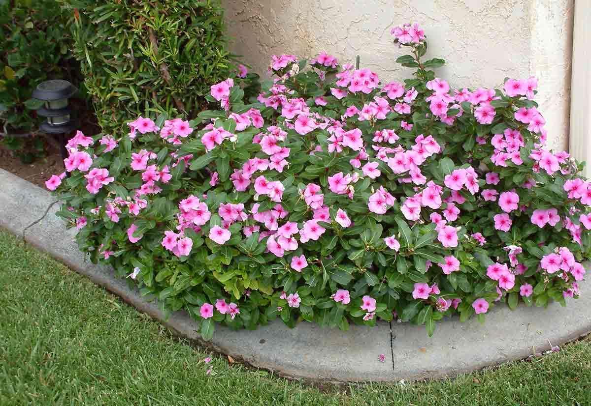 Perennial periwinkle in flower beds - 30 wonderful ideas for ...
