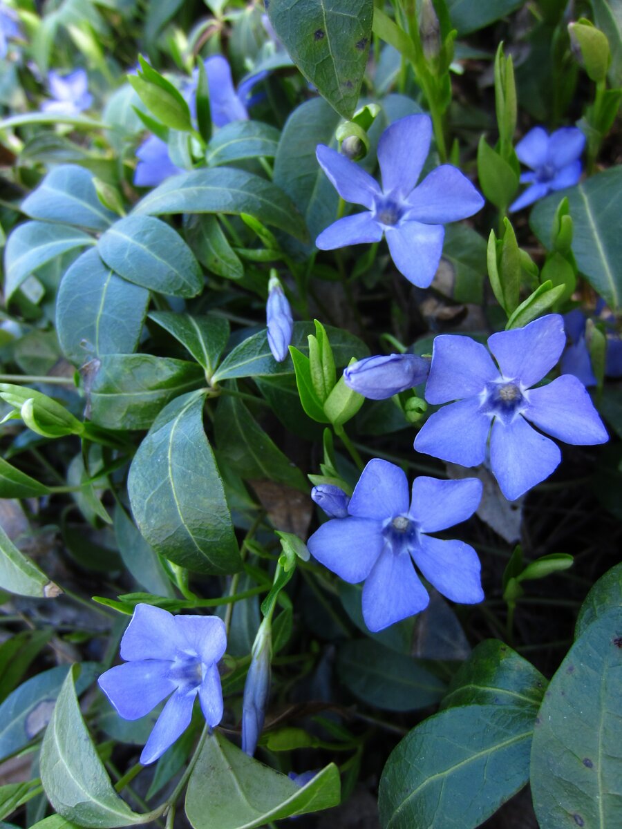 Perennial periwinkle in flower beds - 30 wonderful ideas for ...