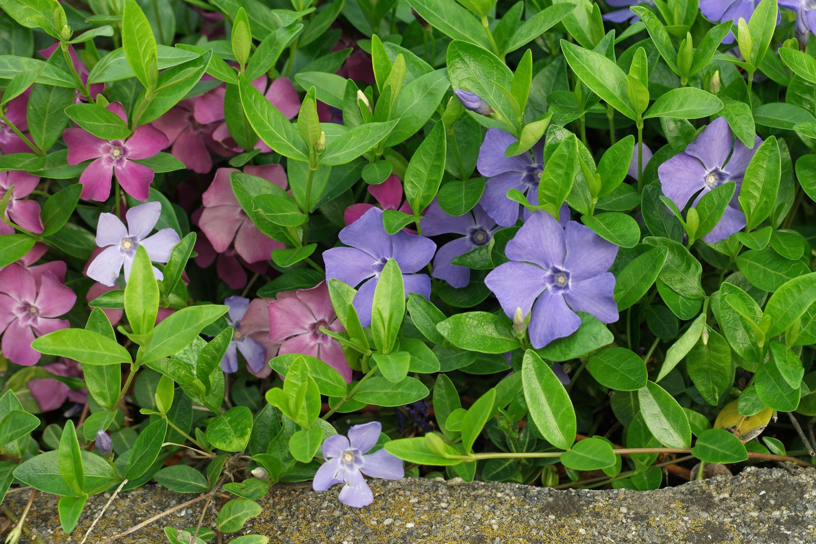 Perennial periwinkle in flower beds - 30 wonderful ideas for ...