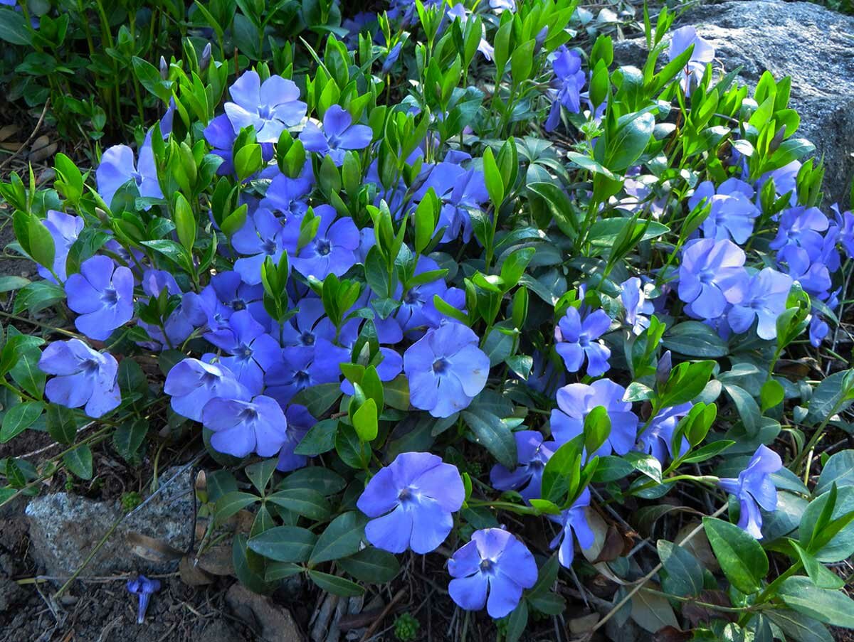 Perennial periwinkle in flower beds - 30 wonderful ideas for ...