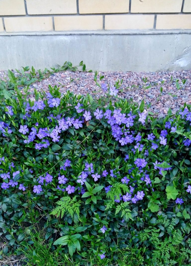 Perennial periwinkle in flower beds - 30 wonderful ideas for ...