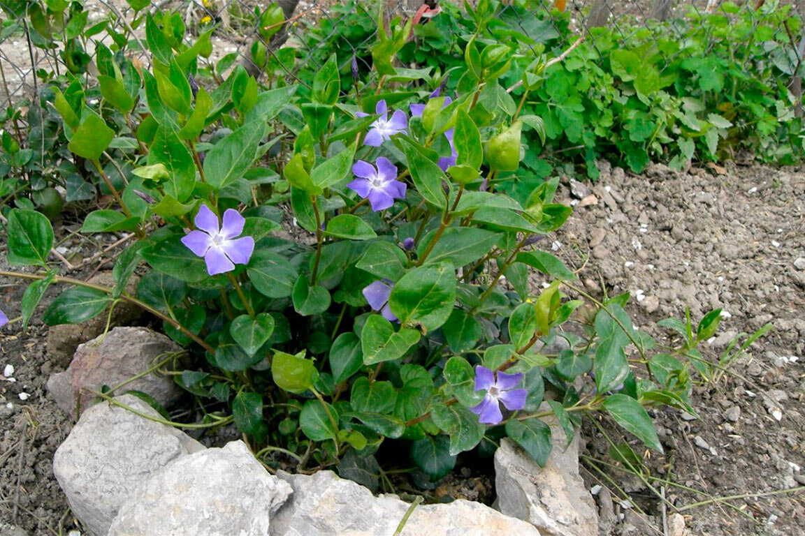 Perennial periwinkle in flower beds - 30 wonderful ideas for ...