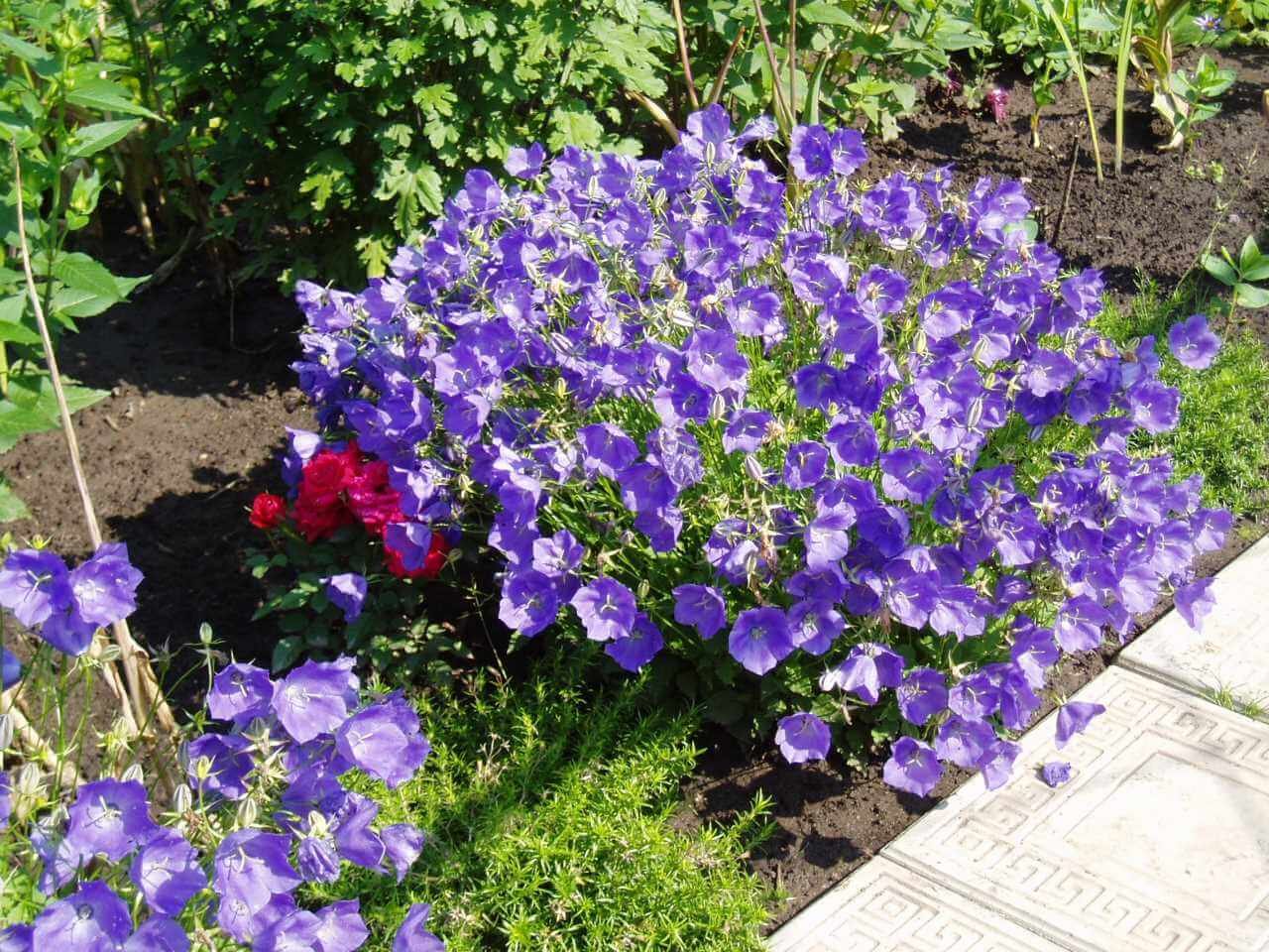 Perennial periwinkle in flower beds - 30 wonderful ideas for ...