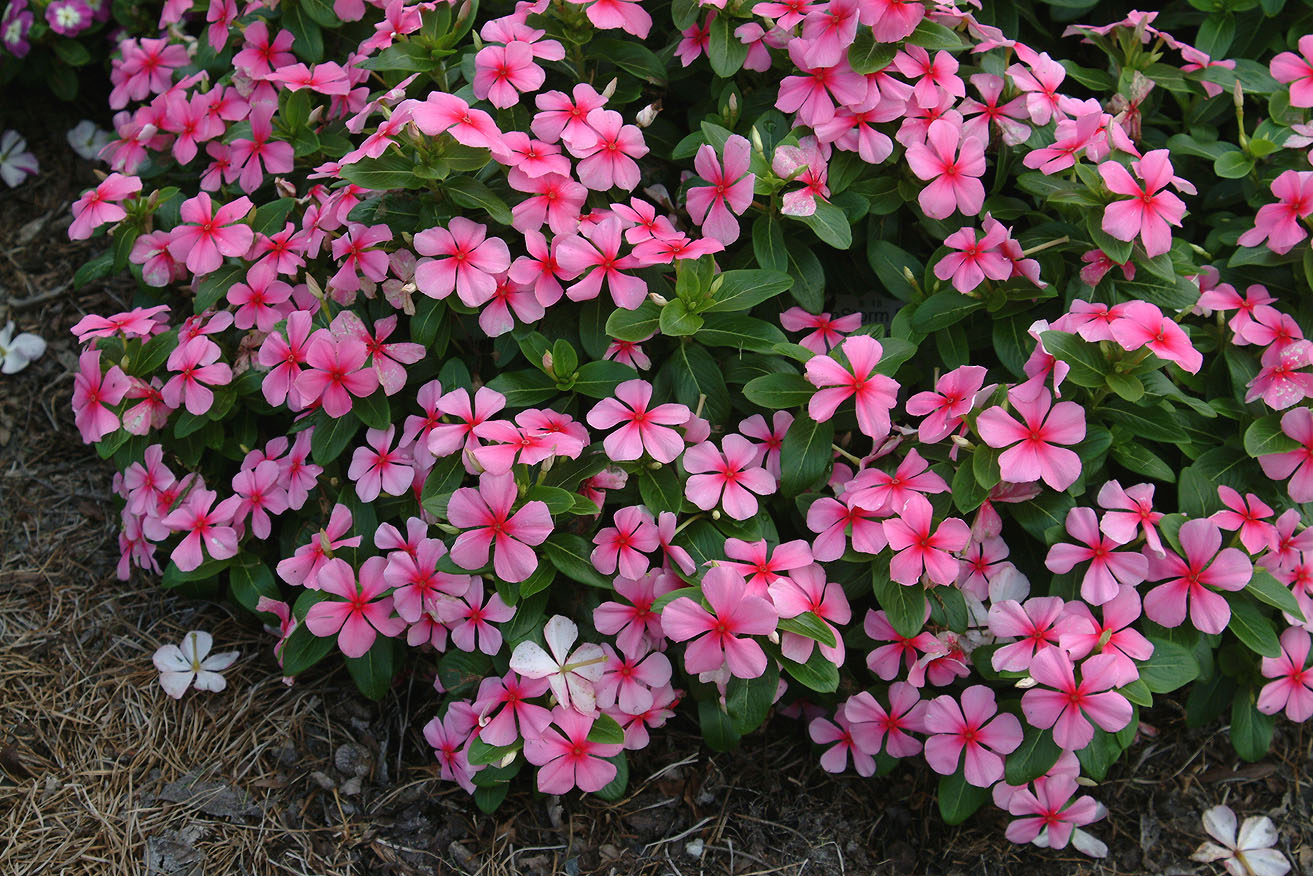 Perennial periwinkle in flower beds - 30 wonderful ideas for ...