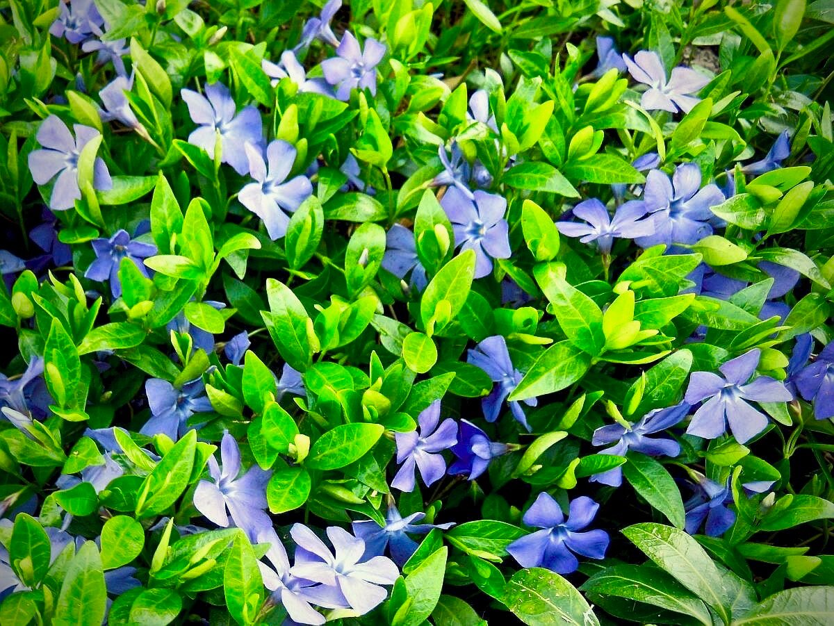 Perennial periwinkle in flower beds - 30 wonderful ideas for ...