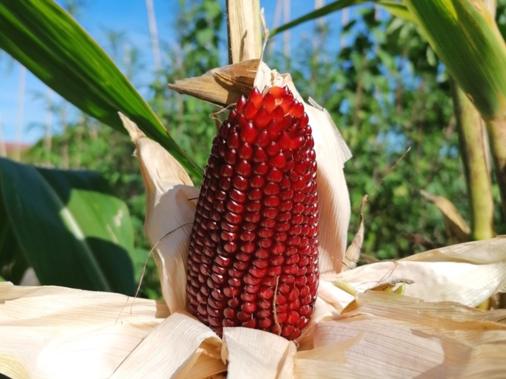 Strawberry popcorn corn, an unusual variety for your garden | My ...