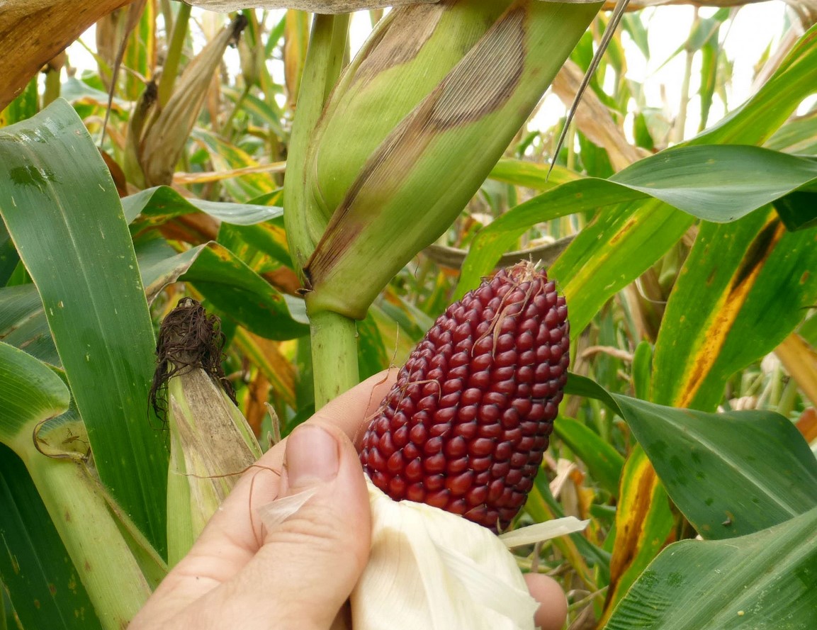 Strawberry popcorn corn, an unusual variety for your garden | My ...