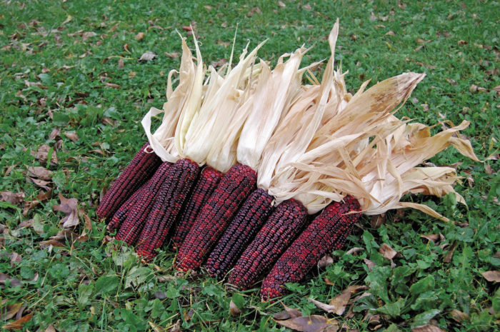 Strawberry popcorn corn, an unusual variety for your garden | My ...