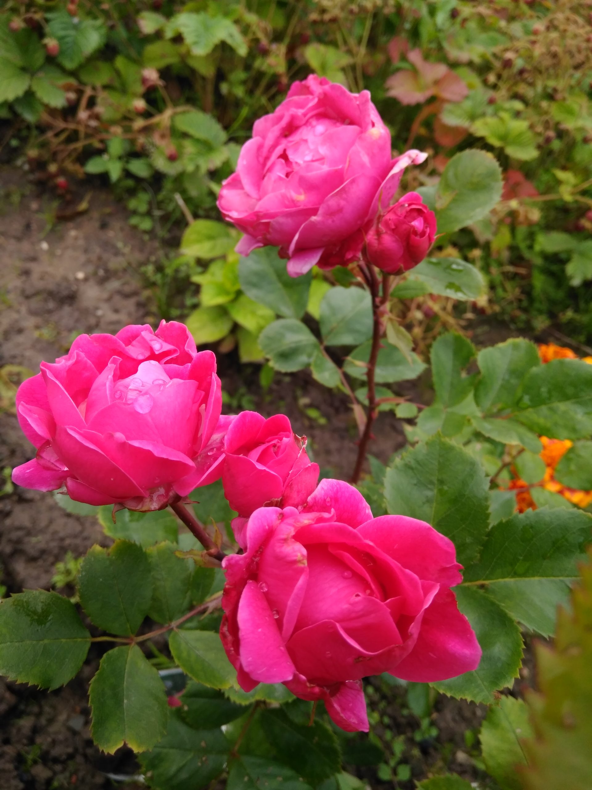 Winnipeg Parks Rose - One of the toughest roses for your pot and garden ...