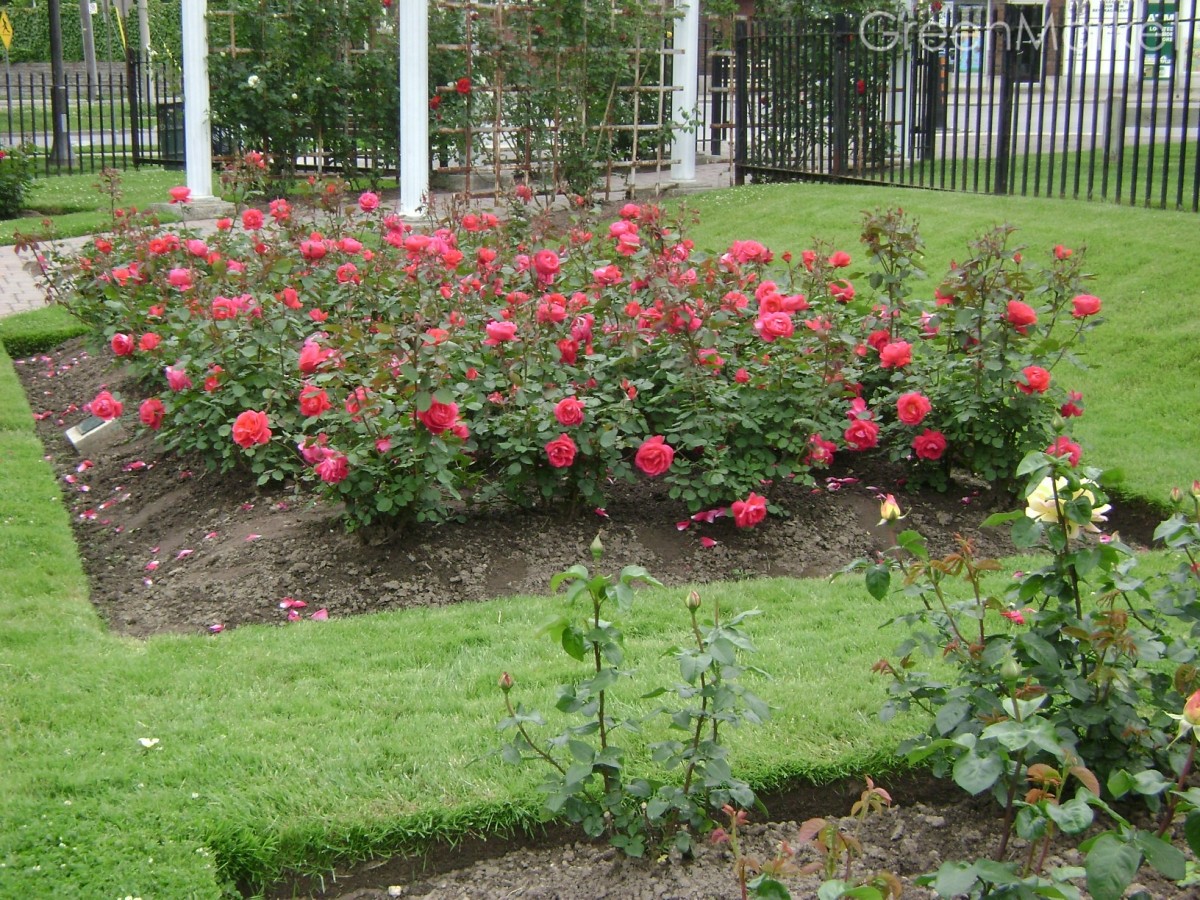 Winnipeg Parks Rose - One of the toughest roses for your pot and garden ...