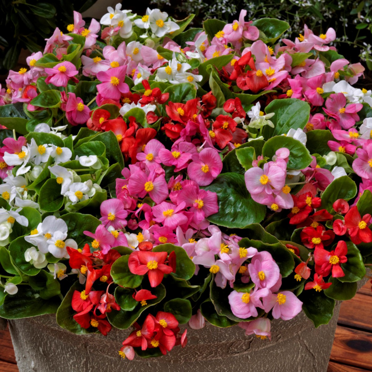 Ever-flowering begonia in pots and flowerbeds- 33 inspirational ideas ...
