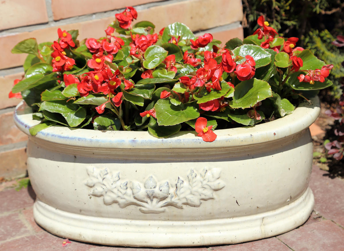 Ever-flowering begonia in pots and flowerbeds- 33 inspirational ideas ...