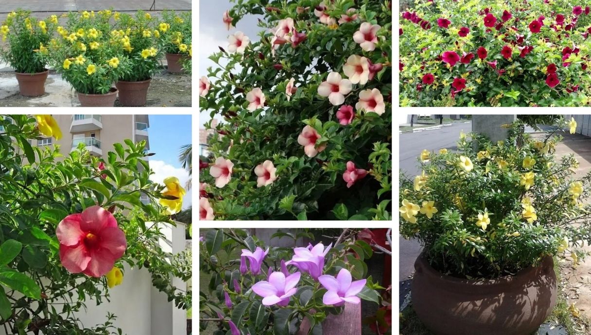 Alamanda: An amazing shrub vine that brings beauty to arbors, pergolas ...