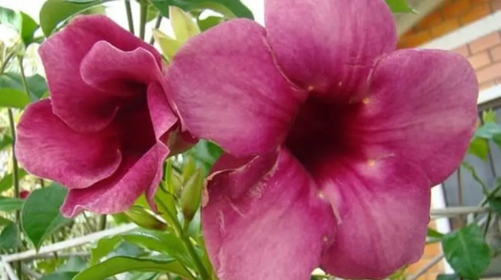 Alamanda: An amazing shrub vine that brings beauty to arbors, pergolas ...