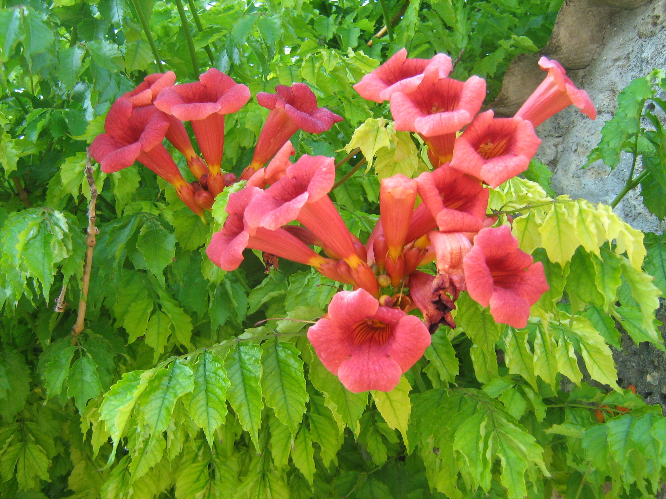 Campsis: How to grow the beautiful plant in your yard and garden | My ...