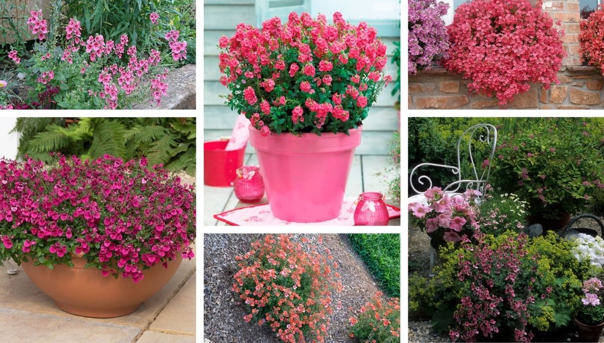 Diascia a beautiful flower that overshadows petunia and lobelia - ideal ...