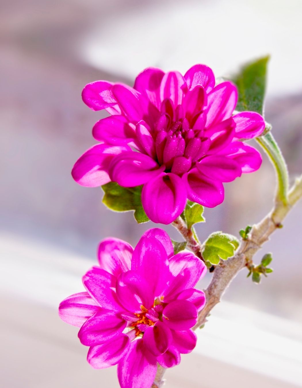Diascia a beautiful flower that overshadows petunia and lobelia - ideal ...