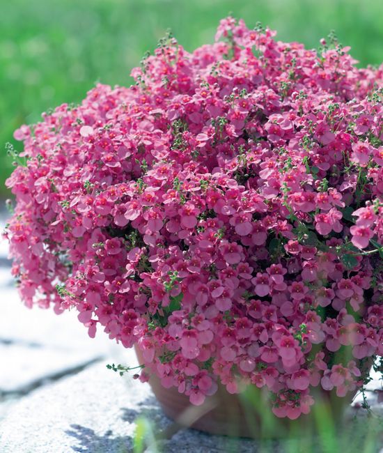 Diascia a beautiful flower that overshadows petunia and lobelia - ideal ...