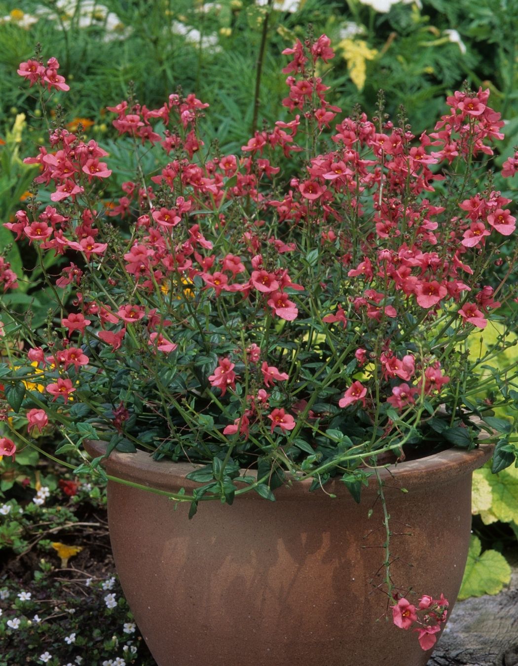 Diascia a beautiful flower that overshadows petunia and lobelia - ideal ...