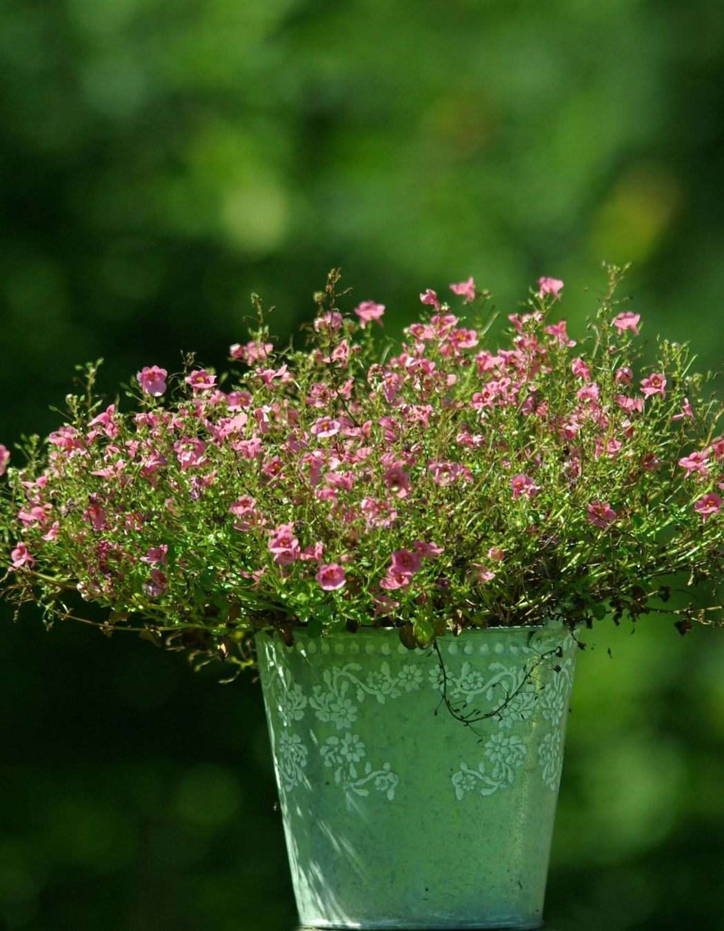 Diascia a beautiful flower that overshadows petunia and lobelia - ideal ...