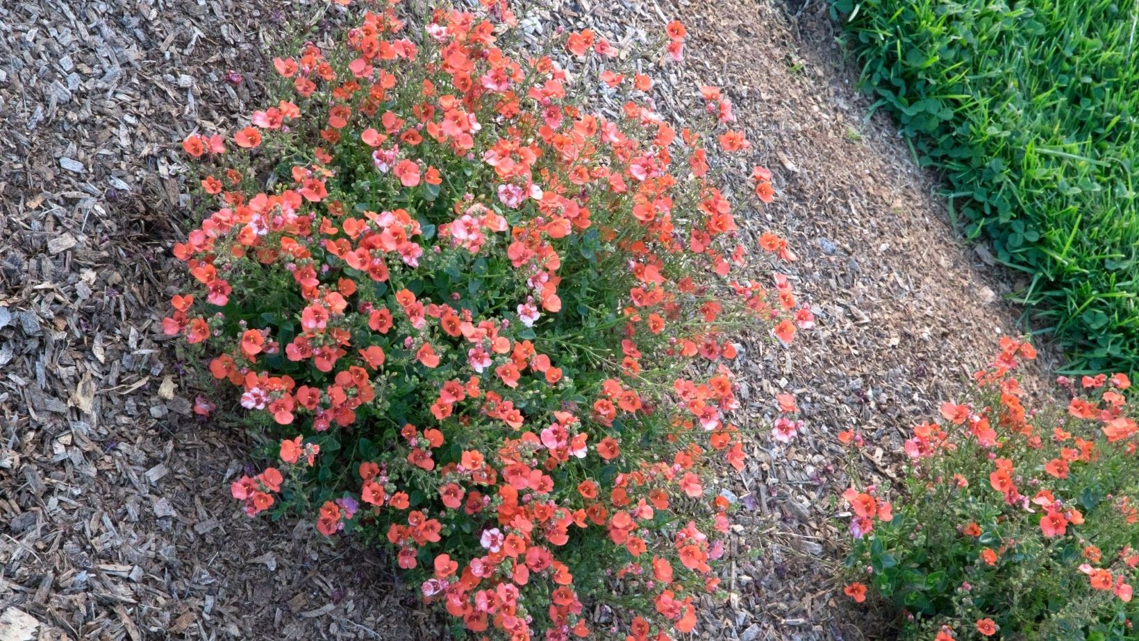 Diascia a beautiful flower that overshadows petunia and lobelia - ideal ...