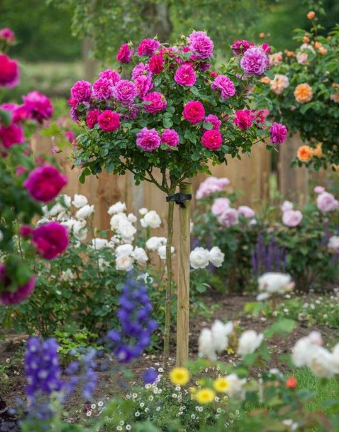 Roses in the garden, yard, flowerpot and around the house: 84 ...