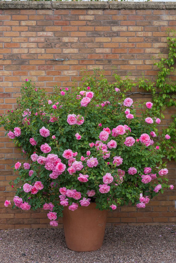 Roses in the garden, yard, flowerpot and around the house: 84 ...