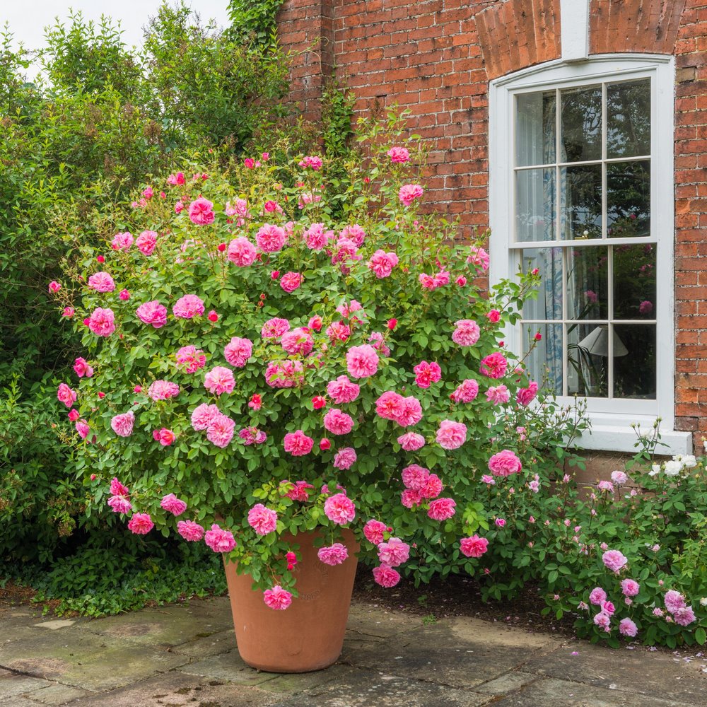 Roses in the garden, yard, flowerpot and around the house: 84 ...