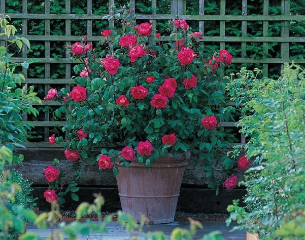 Roses in the garden, yard, flowerpot and around the house: 84 ...